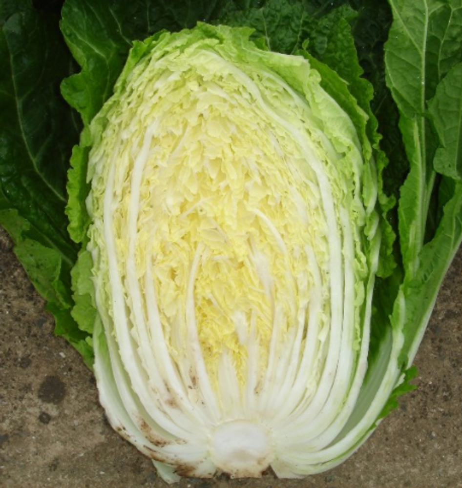 [i_Haenam] Haenam Golden Cabbage